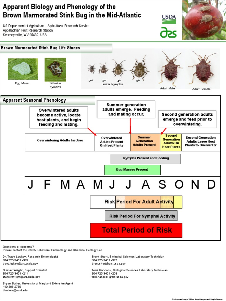 Seasonal Phenology and Life Stages of the Brown Marmorated Stink Bug in ...