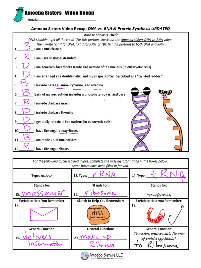 Amoeba Sisters Video Recap: DNA vs. RNA & Protein Synthesis UPDATED ...