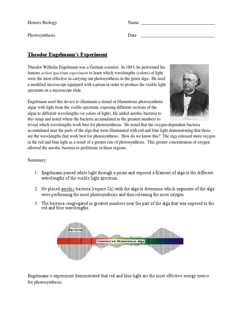 Theodor Engelmann - S Experiment | PDF | Photosynthesis | Chlorophyll