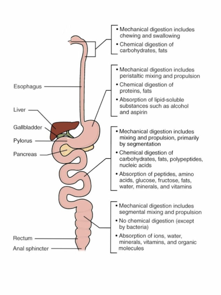 Digestive System Diagram | PDF