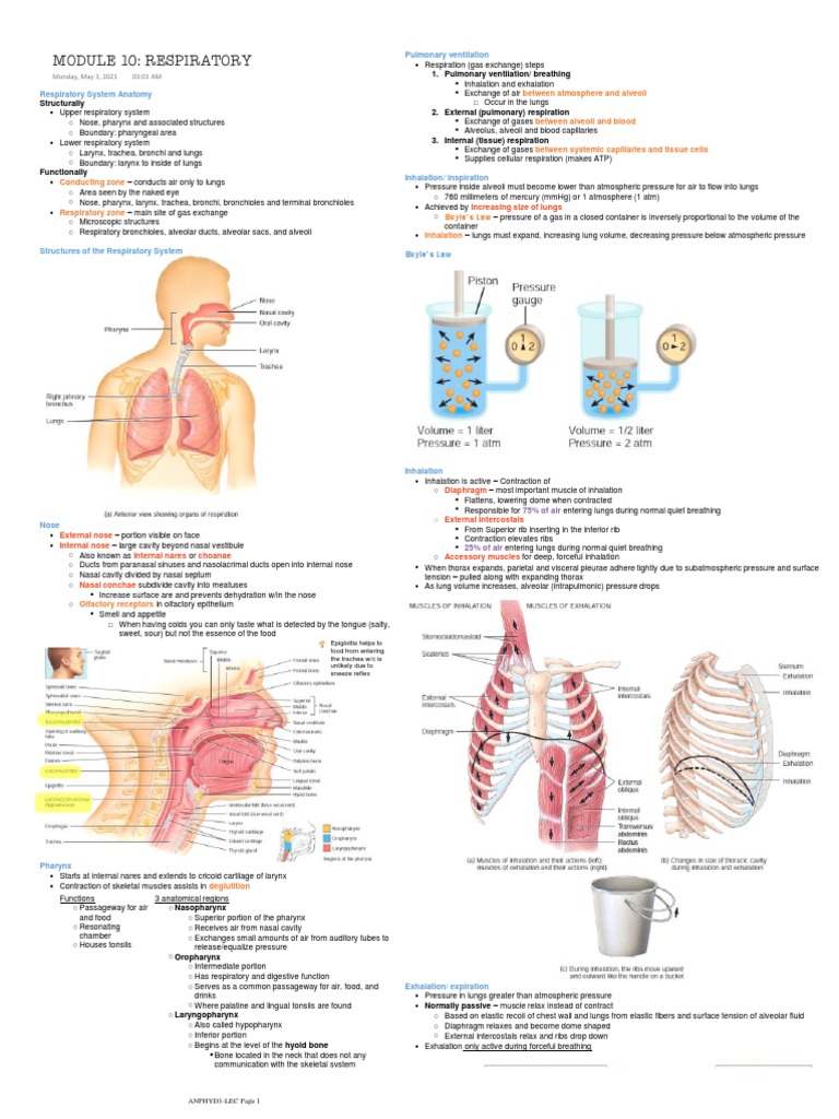 Understanding the Mechanics of Pulmonary Ventilation and Gas Exchange ...