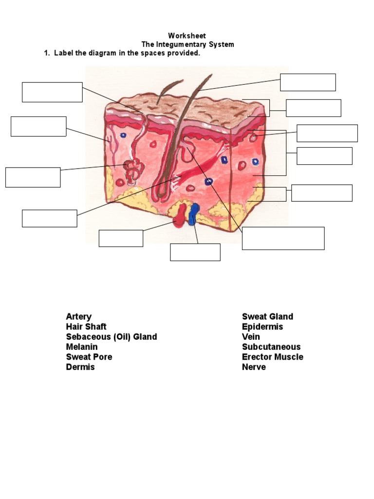 Integumentary System Diagram Labeled