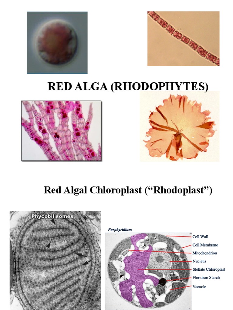 Structure and Life Cycle of Red Algae | PDF | Algae | Eukaryotes