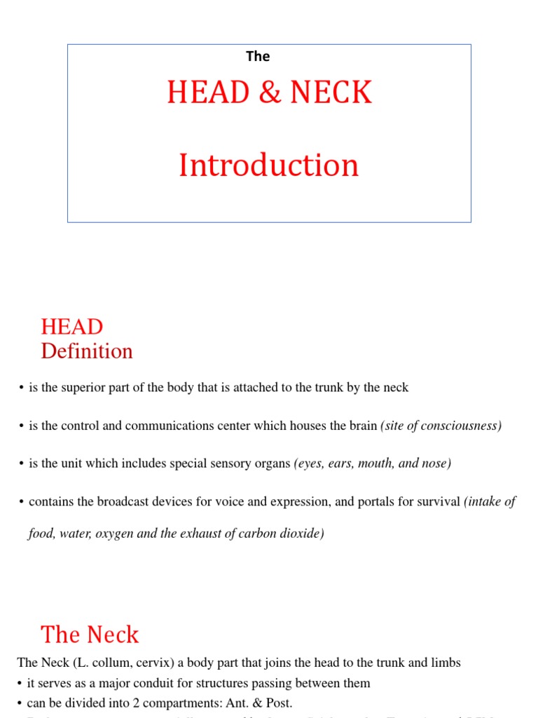 Head and Neck Anatomy Overview | PDF | Skull | Human Head And Neck
