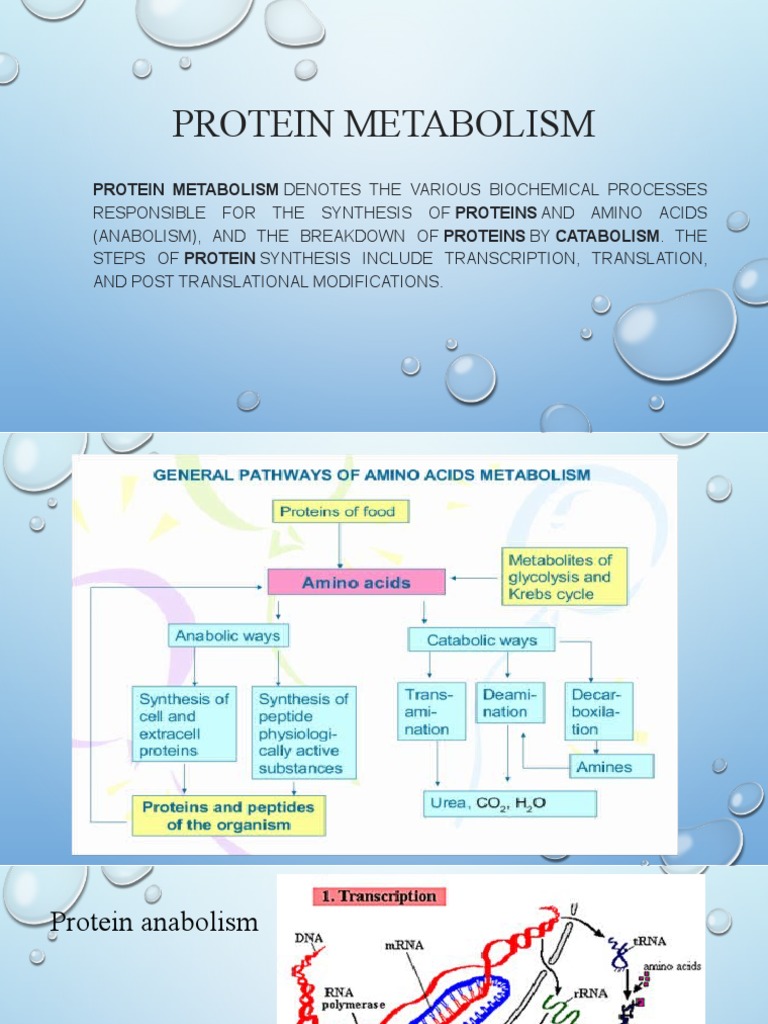 Protein Metabolism | PDF | Translation (Biology) | Messenger Rna
