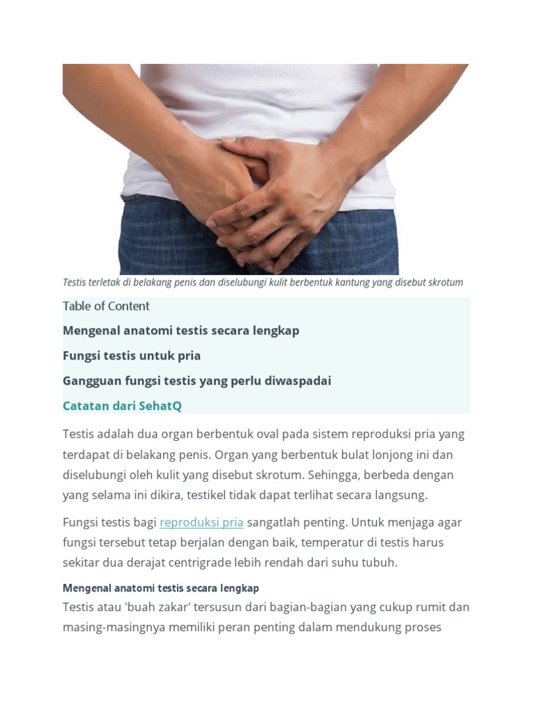 Fungsi dan Anatomi Duktus Eferen | PDF | Kesehatan Holistik