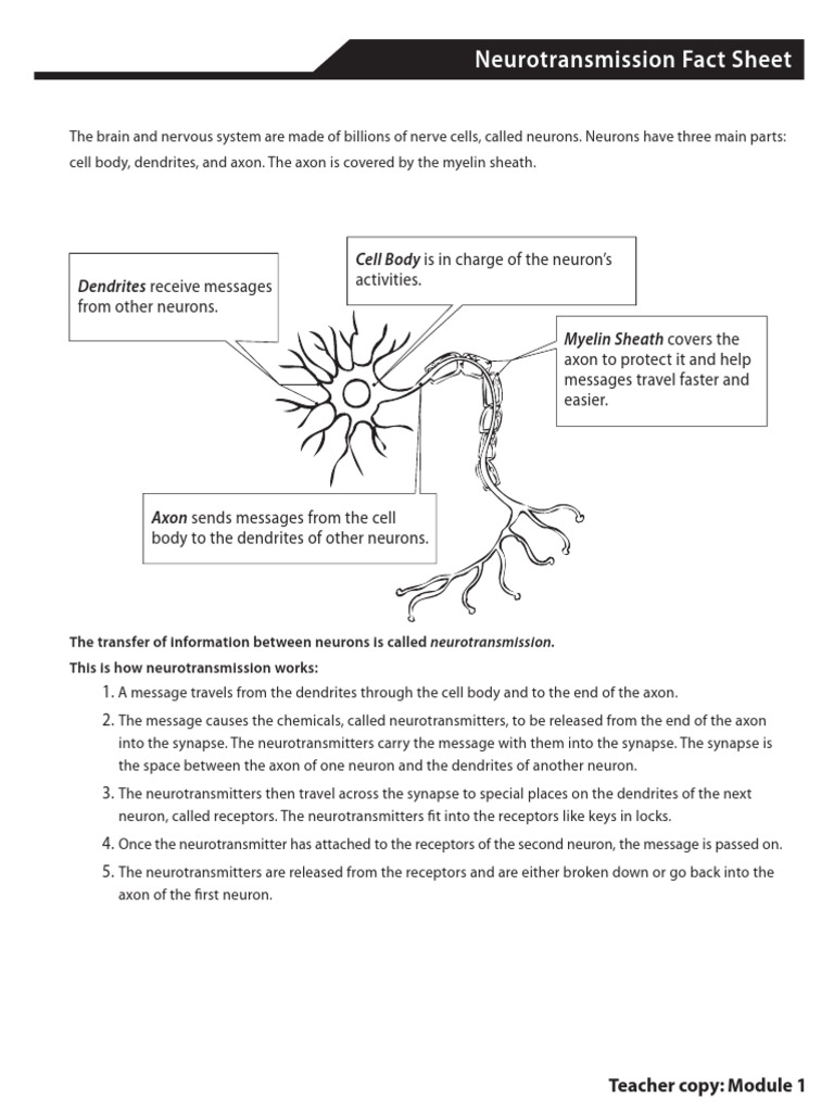 Synaptic Neurotransmission and Parts of The Brain NOTES | PDF | Neuron ...
