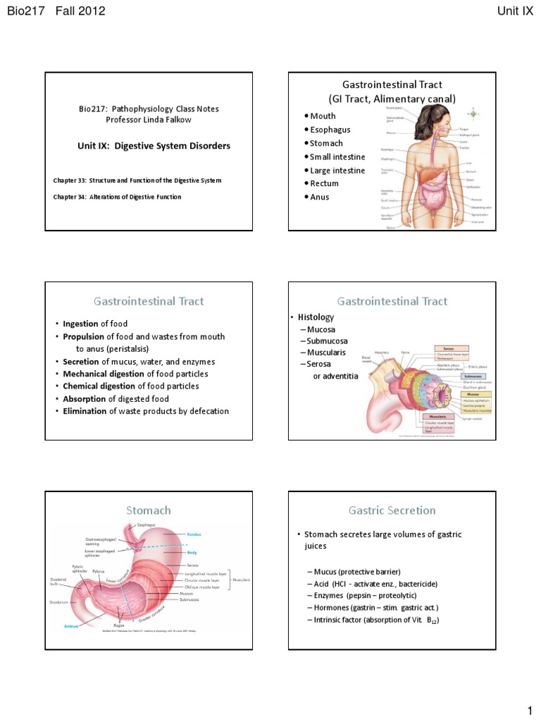 Digestive System Disorders | PDF | Gastrointestinal Tract | Stomach