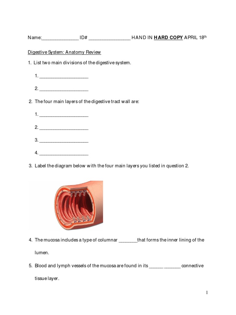 Digestive System Anatomy Review Worksheet | PDF | Digestion | Stomach