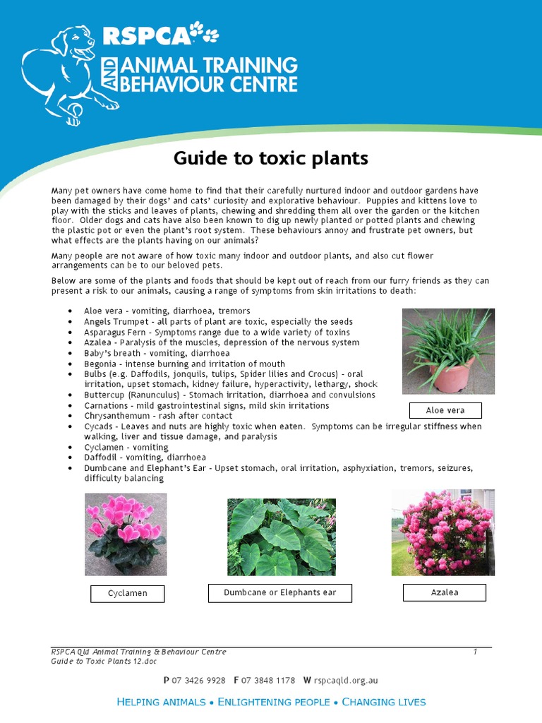 Guide To Toxic Plants 12 | PDF | Pet | Vomiting
