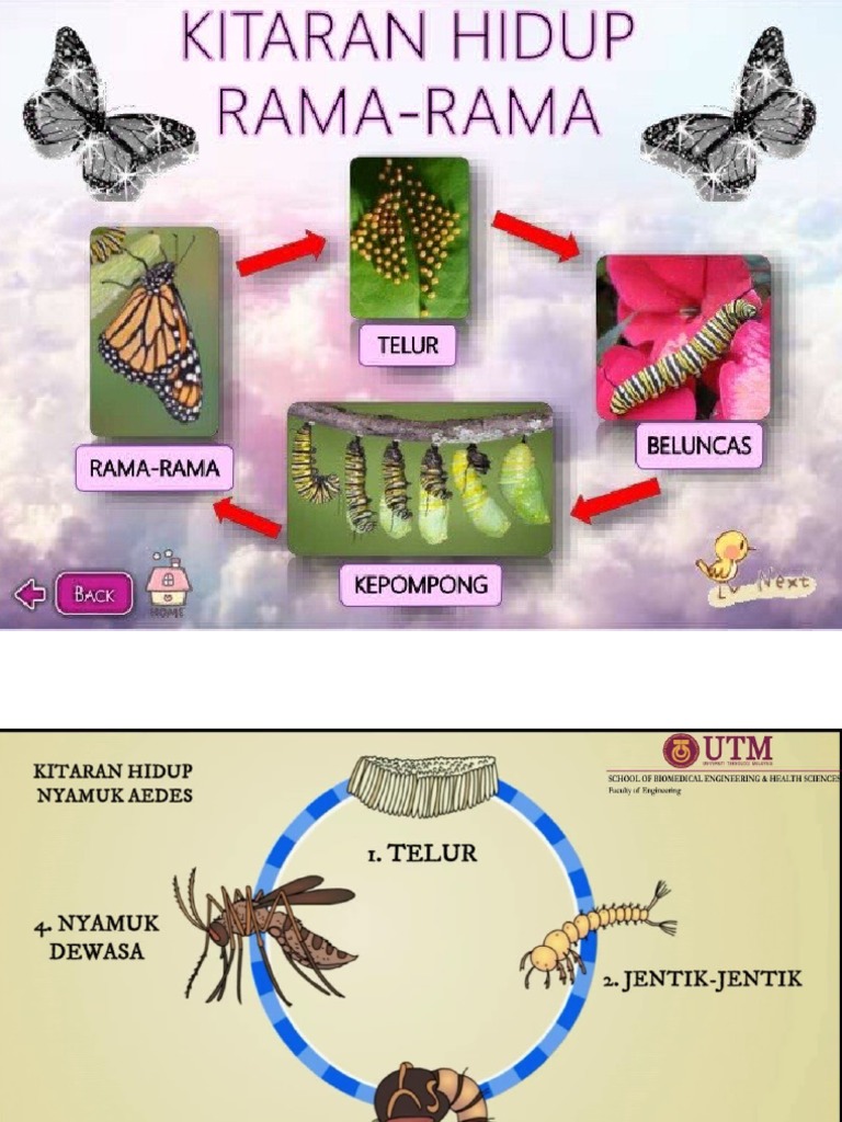 Yr 6 Tajuk 2 Kitaran Hidup Haiwan | PDF