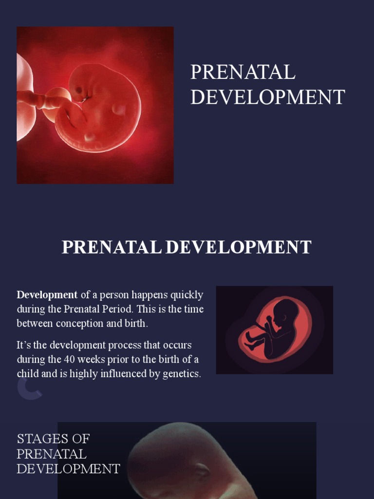 Prenatal Development | PDF | Prenatal Development | Fetus
