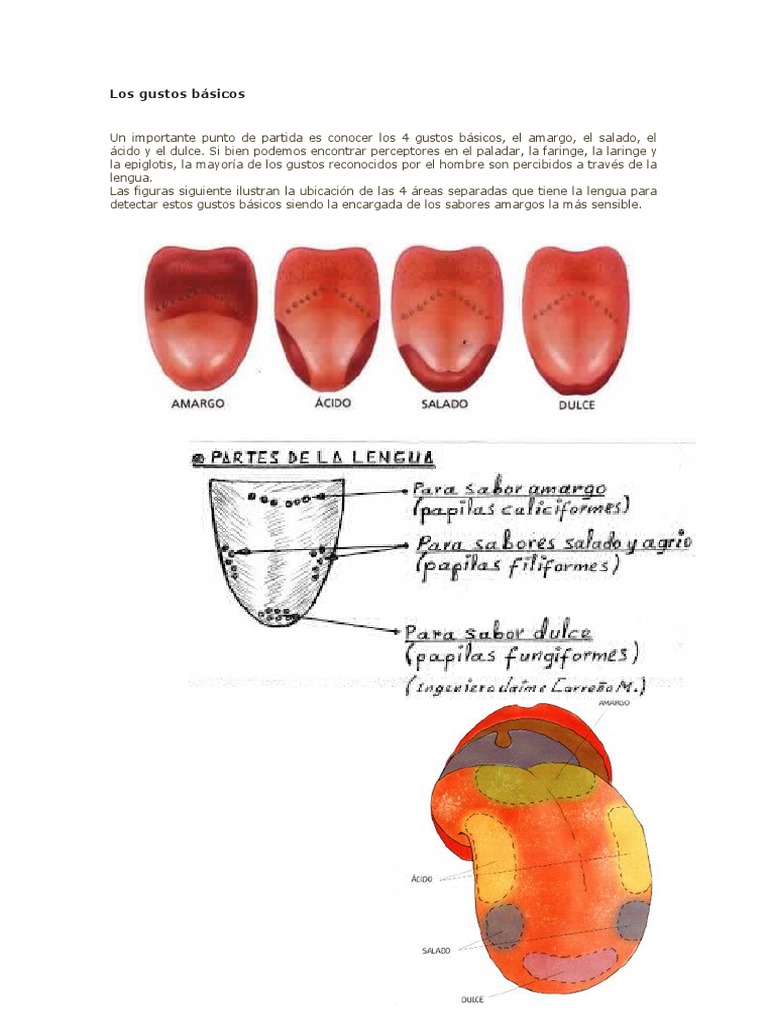 Los Gustos Básicos | PDF
