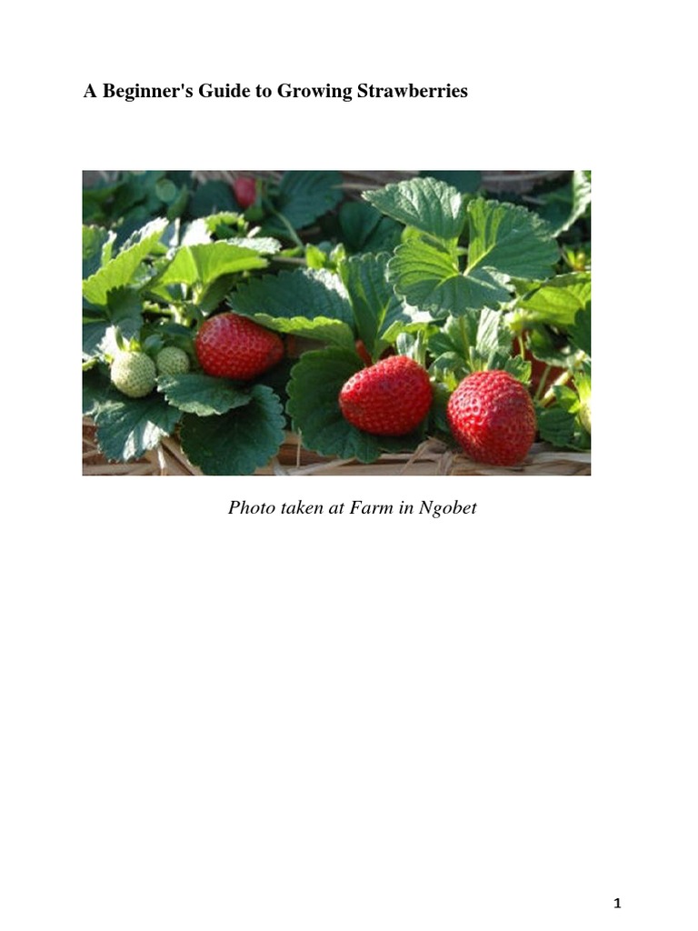 Strawberry Manual Final Aug - 2017 | PDF | Strawberry | Pollination
