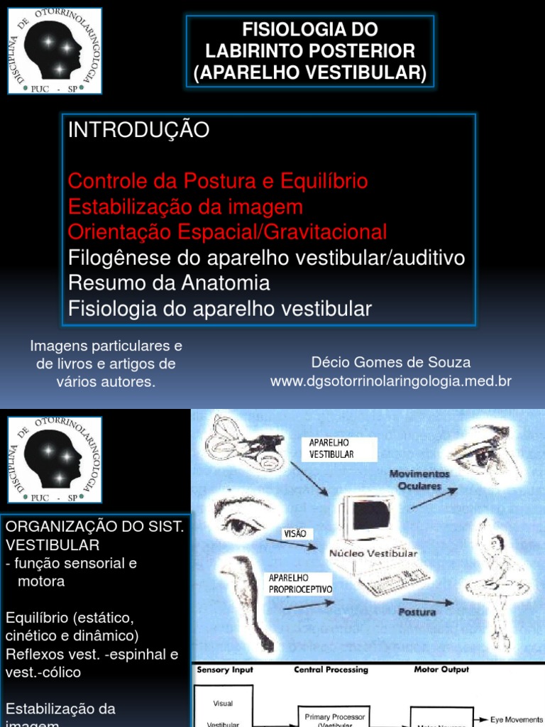 Fisiologia do Labirinto Posterior | PDF | Audição | Orelha