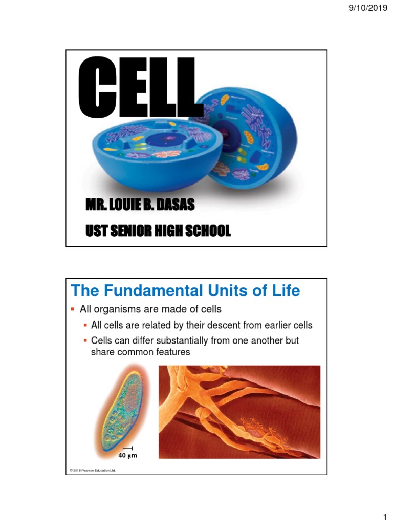 Cell Structure and Function Notes | PDF | Endoplasmic Reticulum ...