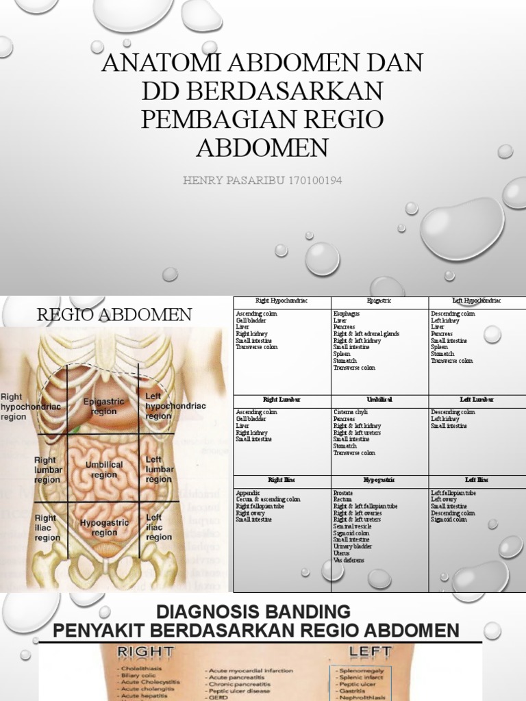 Anatomi Abdomen Dan DD Berdasarkan Pembagian Regio Abdomen | PDF ...