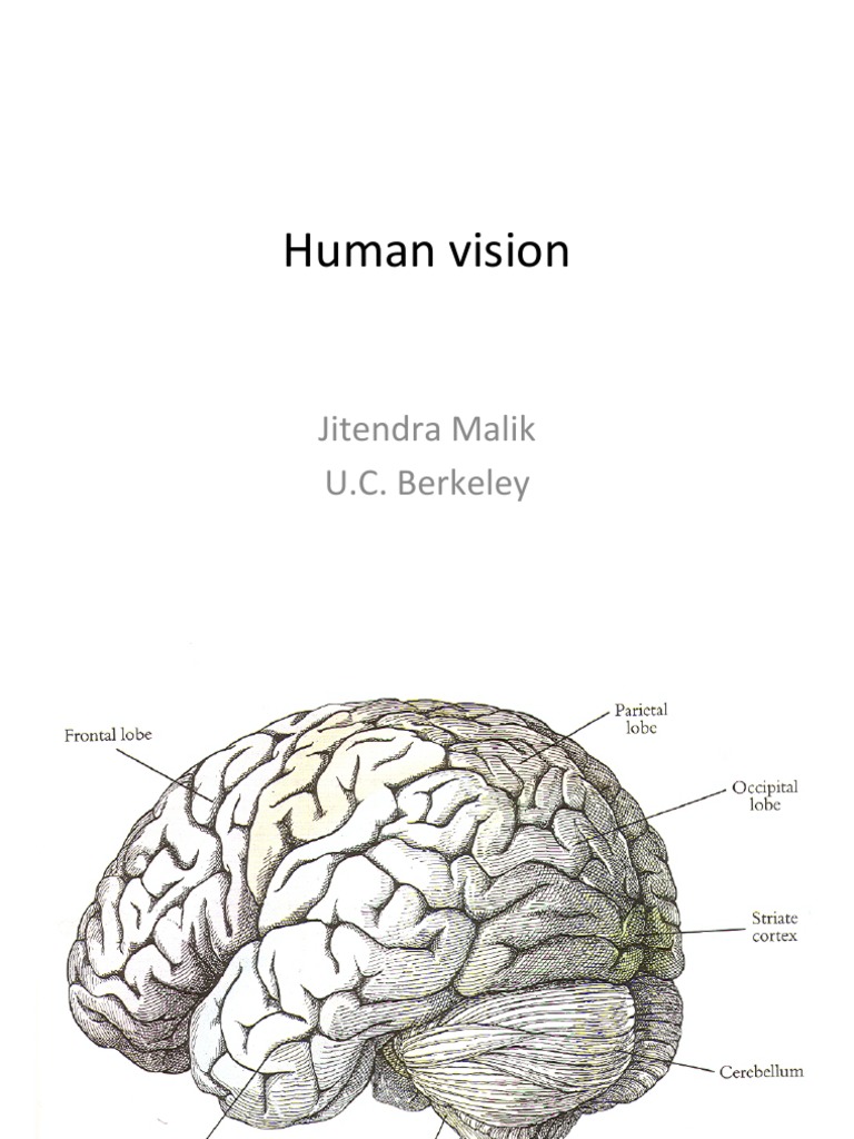 Human Vision: Jitendra Malik U.C. Berkeley | PDF | Visual Cortex | Visual System