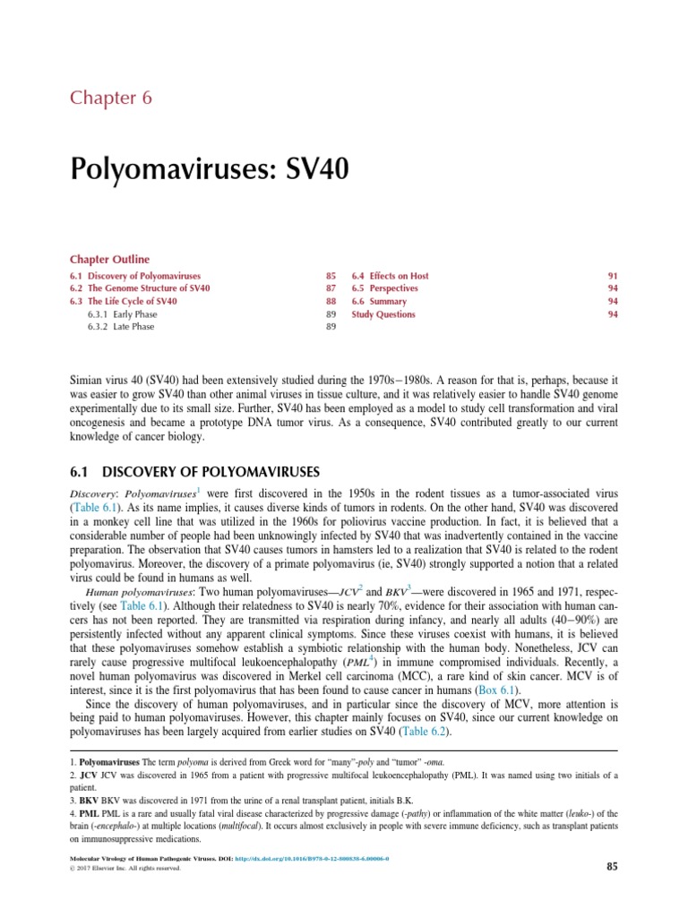 Chapter 6 Polyomaviruses SV40 | PDF | Dna Repair | Virus