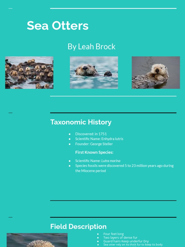 Sea Otters Presentation | PDF | Otter | Nature