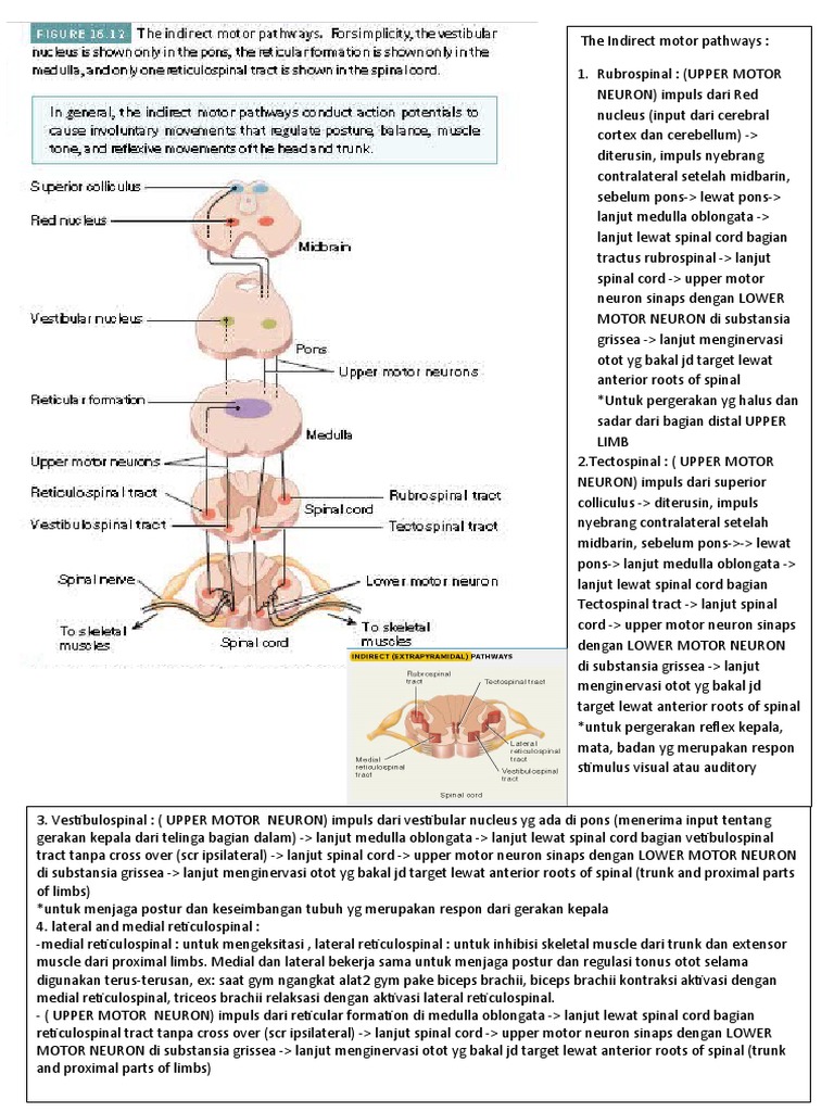 The Indirect Motor Pathways | PDF