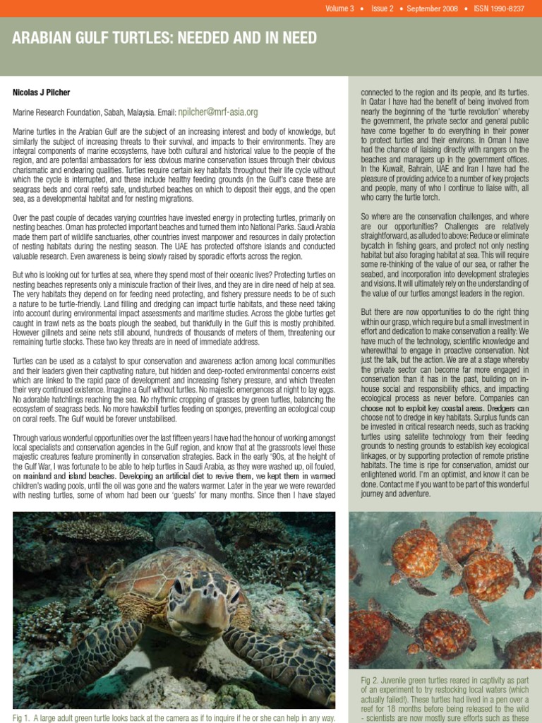 Arabian Gulf Turtles | PDF | Persian Gulf | Sea
