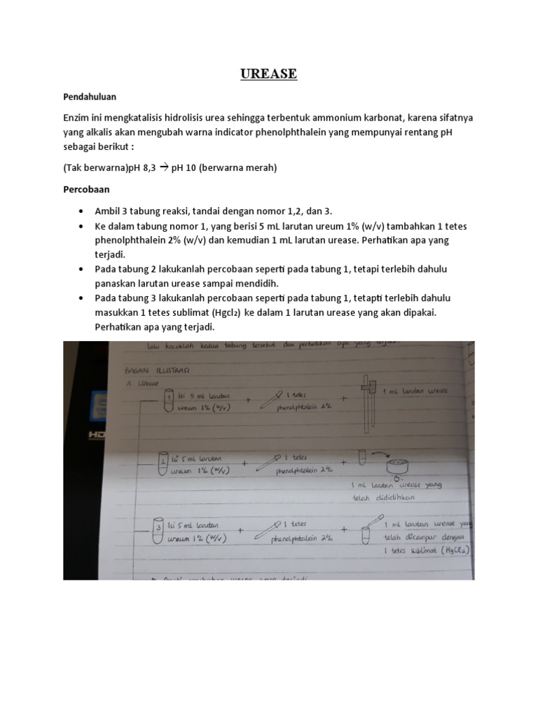 UREASE | PDF | Kesehatan Holistik | Sains & Matematika