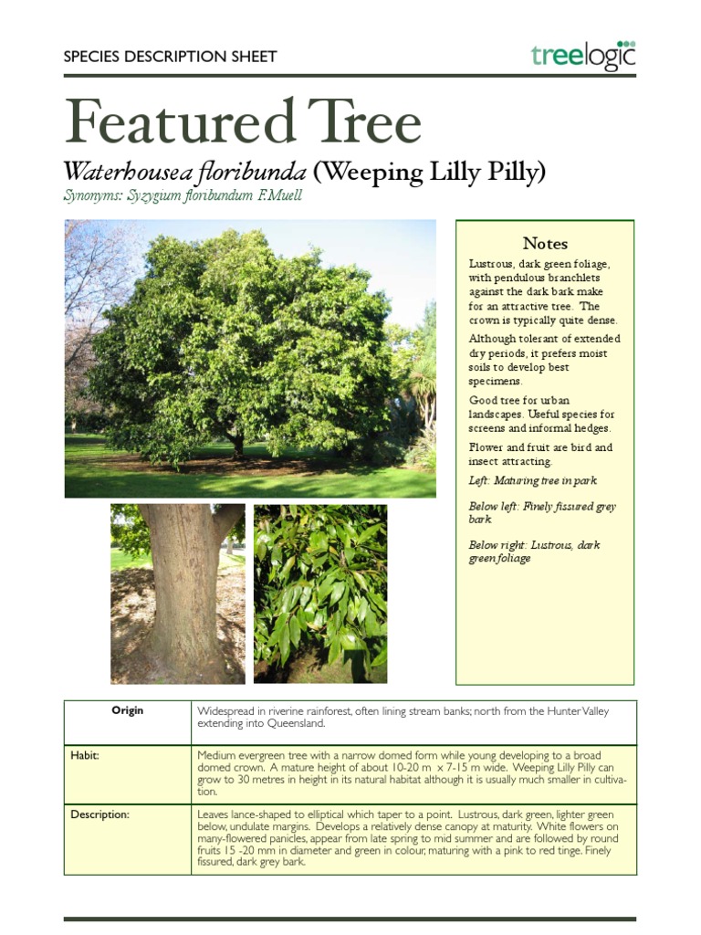 Waterhousea Floribunda Web | PDF | Trees | Plants