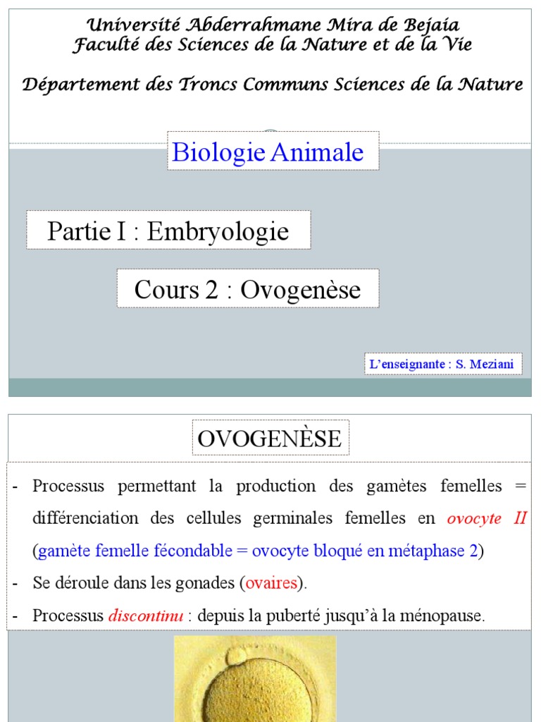 Ovogenèse et Structure de l'Appareil Génital Féminin | PDF | Cycle ...