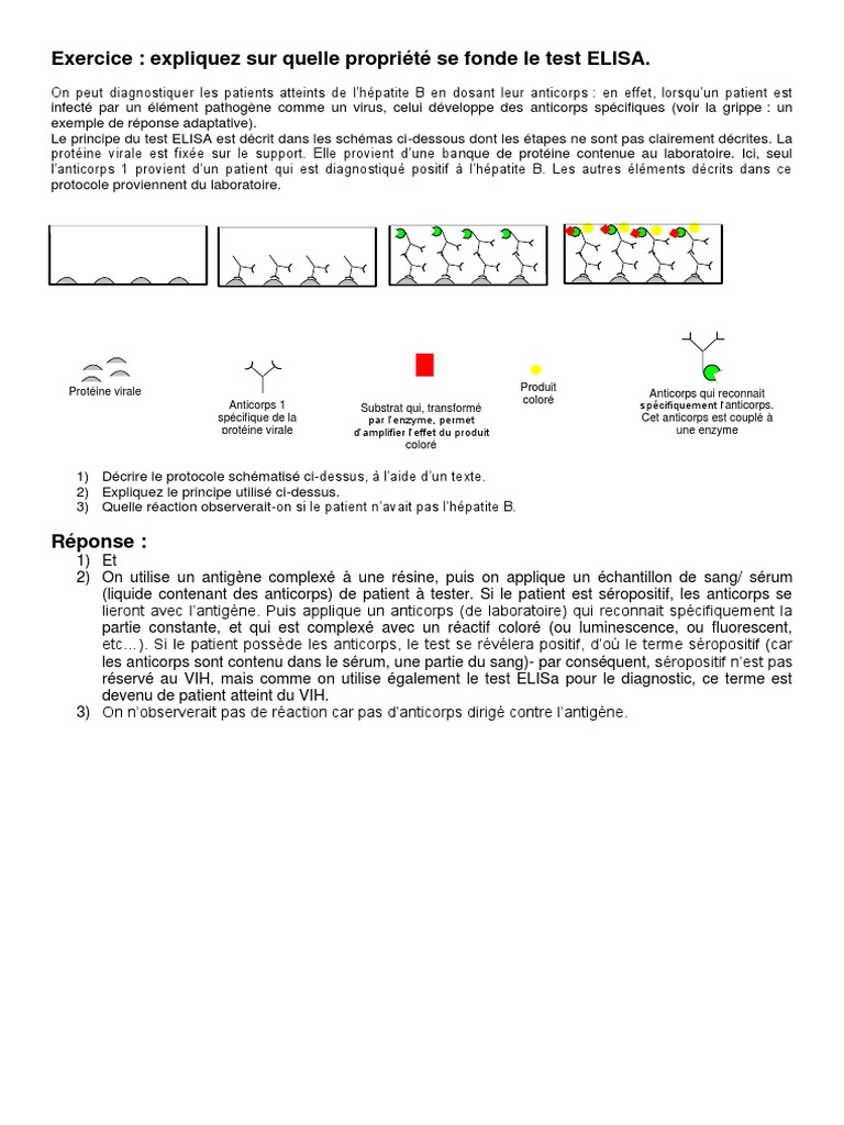 Corrigé Exercice ELISA | PDF | Méthode immuno-enzymatique ELISA | Anticorps