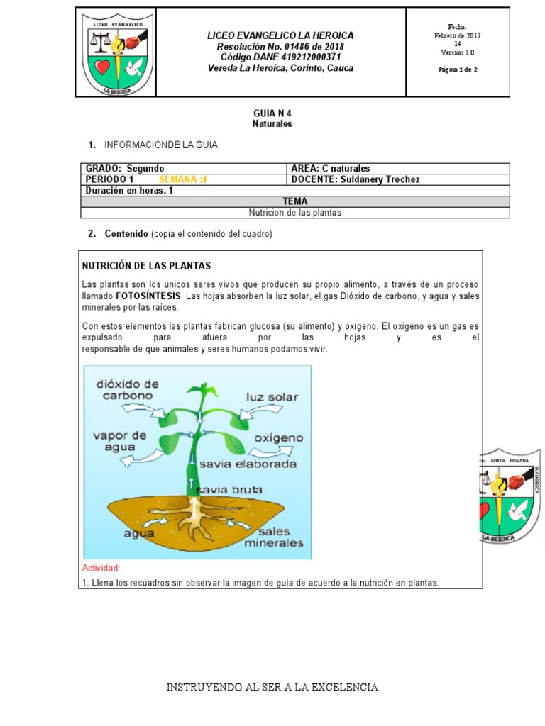 Nutrición de Plantas para Segundo Grado | PDF | Plantas | Nutrición