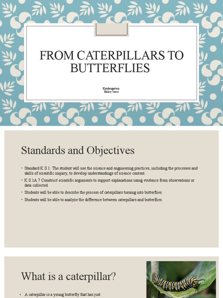 From Caterpillars To Butterflies | PDF | Butterfly | Pupa