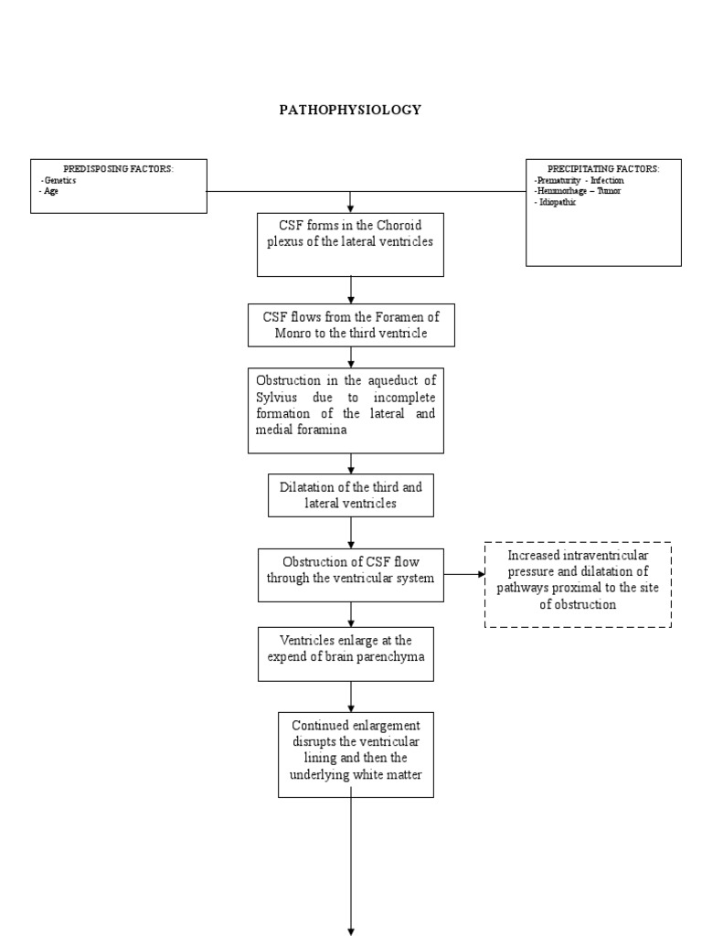 Hydrocephalus Pathophysiology | PDF | Cerebrospinal Fluid | Neurology