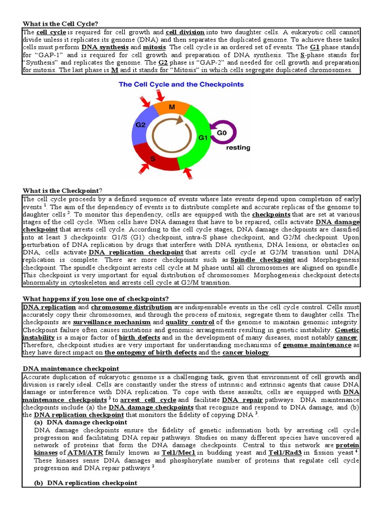 Cell Cycle Checkpoints | PDF