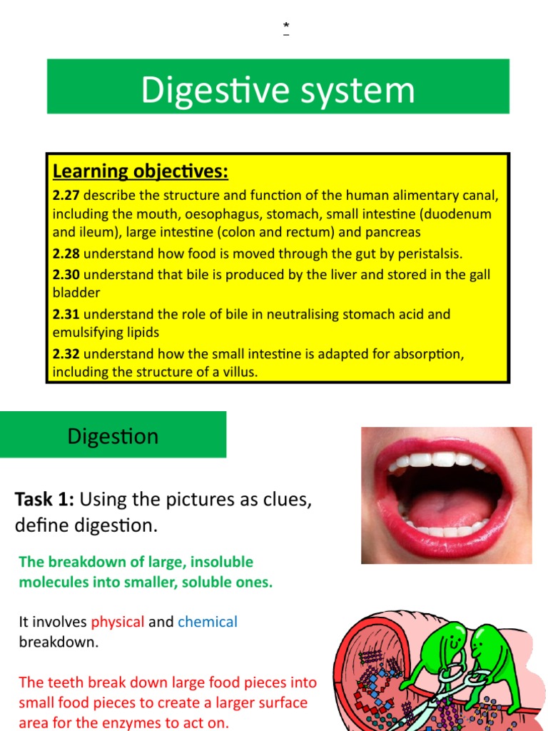 Digestive System: Learning Objectives | PDF | Digestion ...