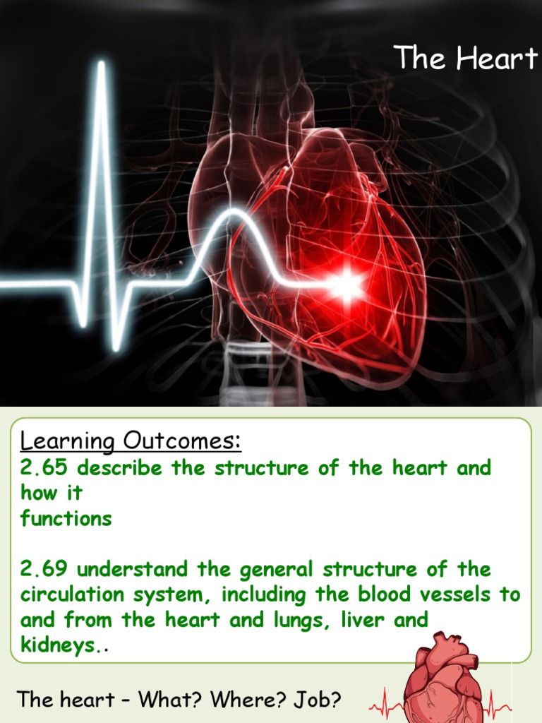 The Heart Structure and Function | PDF | Atrium (Heart) | Heart