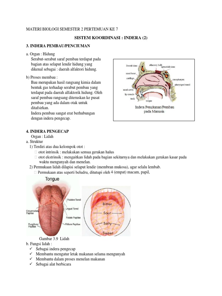 Xi Mipa 4-Biologi-Indera 2-Pertemuan Ke 7 1613350796 | PDF