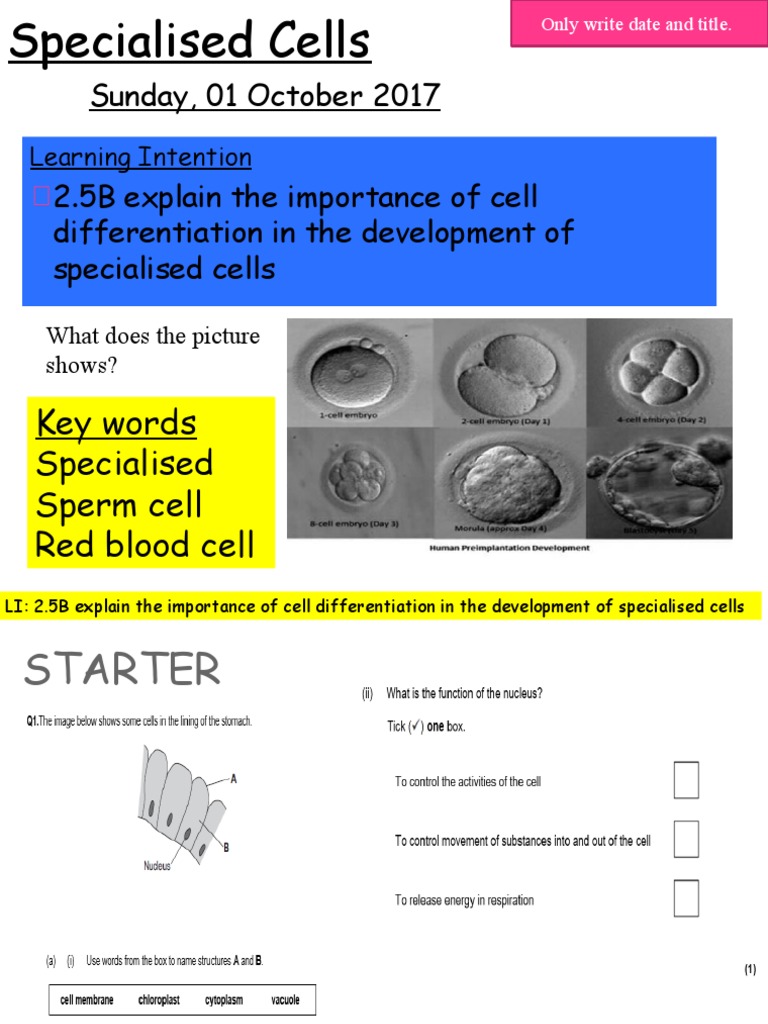 Specialised Cells | PDF | Cell (Biology) | Tissue (Biology)