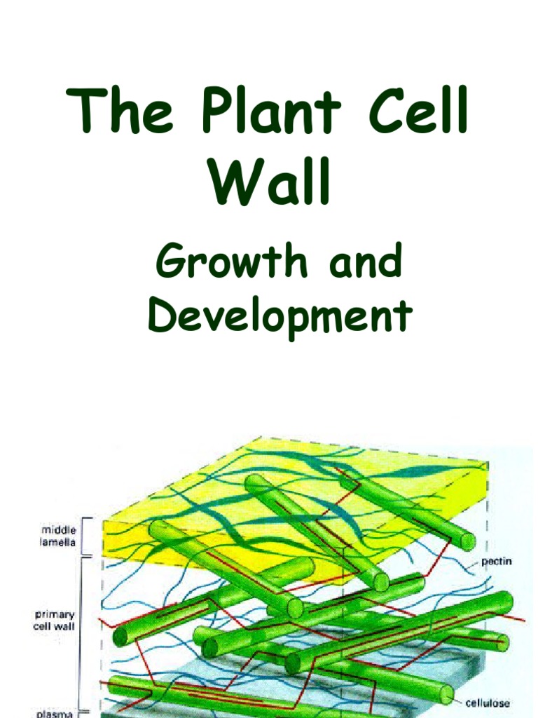 The Plant Cell Wall: Growth and Development | PDF | Plant Hormone | Auxin