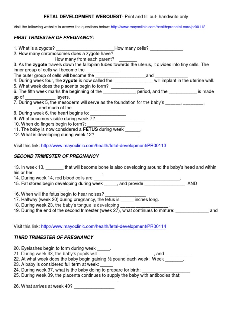 Fetal Development Webquest Guide | PDF | Fetus | Pregnancy