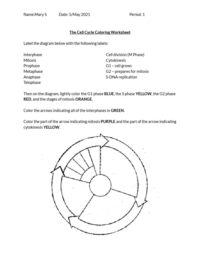 Mary Solomon - The Cell Cycle Colouring Worksheet | PDF