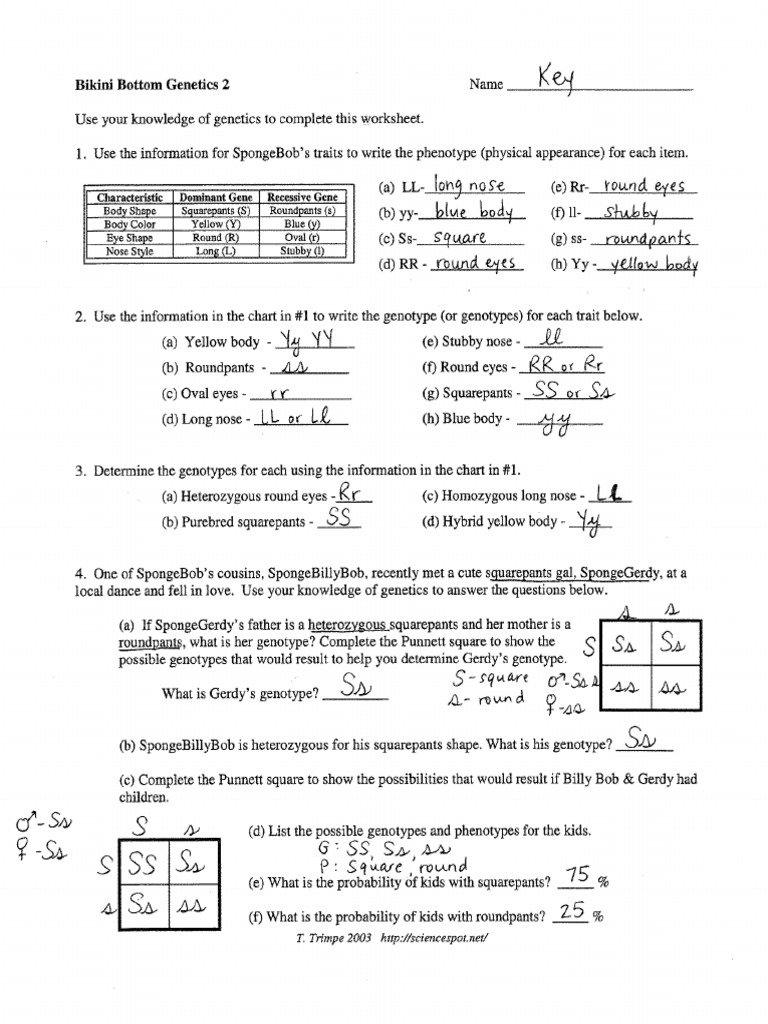 SpongeBob Genetics 2 Answers | PDF