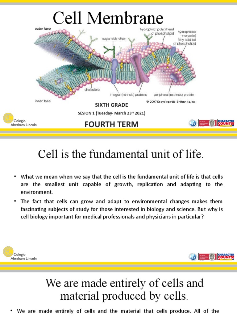 Cell Membrane: Fourth Term | PDF | Cell Membrane | Cell (Biology)