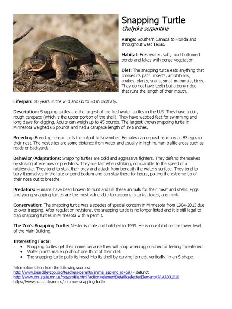 Snapping Turtle | PDF | Turtle | Nature