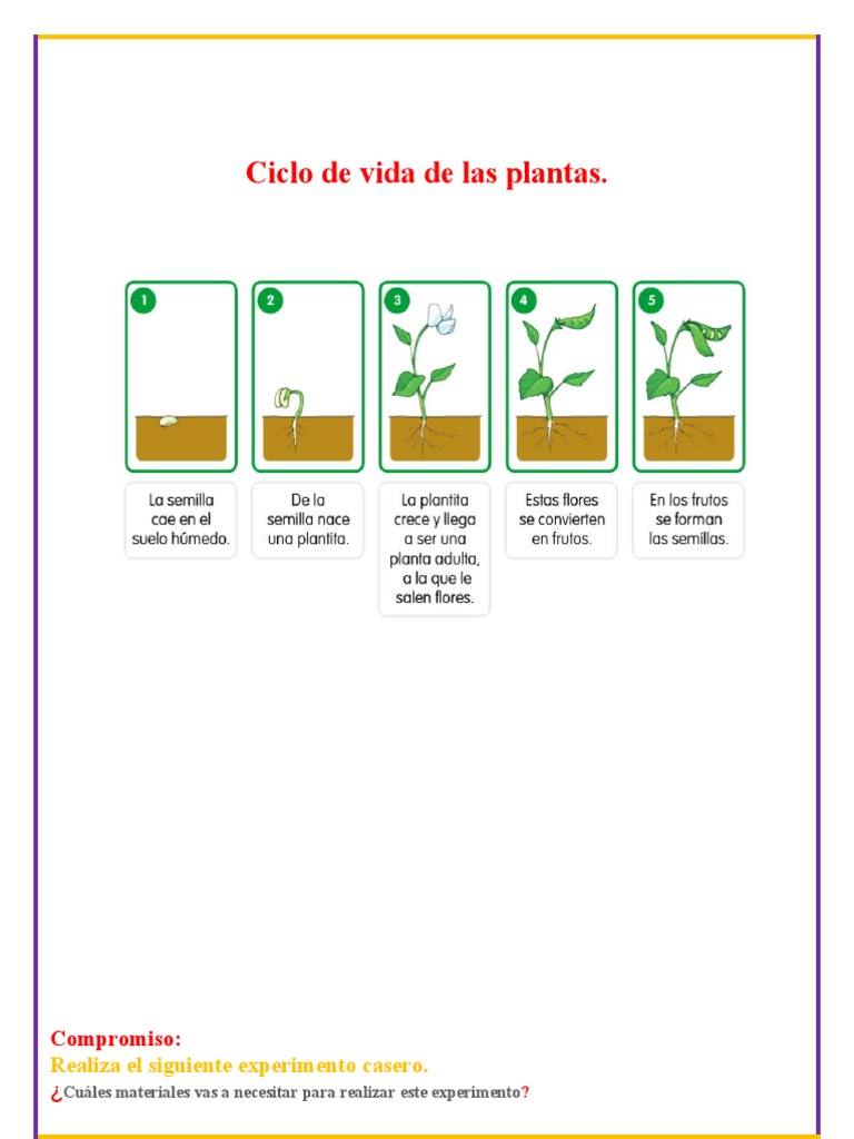 Ciclo de Vida de Las Plantas y Experimentos de La Semilla. | PDF