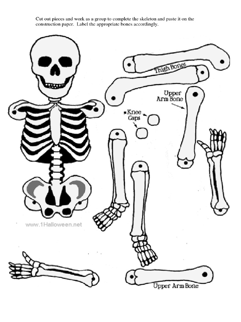 Modelos de Esqueletos Armables | PDF | Musculoskeletal System | Limbs ...