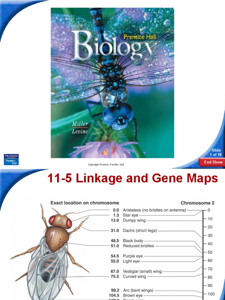 Chapter11 Section05 Edit | PDF | Genetic Linkage | Gene