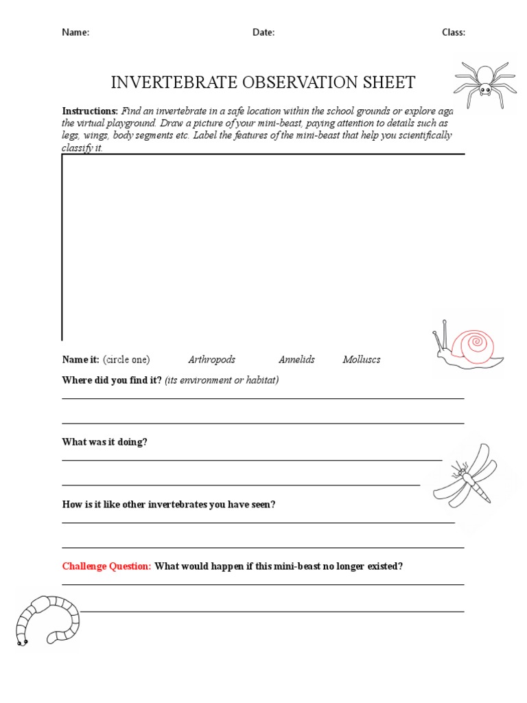 Invertebrate Observation Sheet A3 | PDF