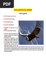 Infografía Cóndor Andino PDF | PDF
