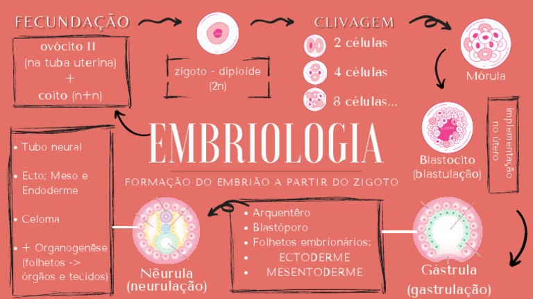 Mapa Mental Embriologia | PDF